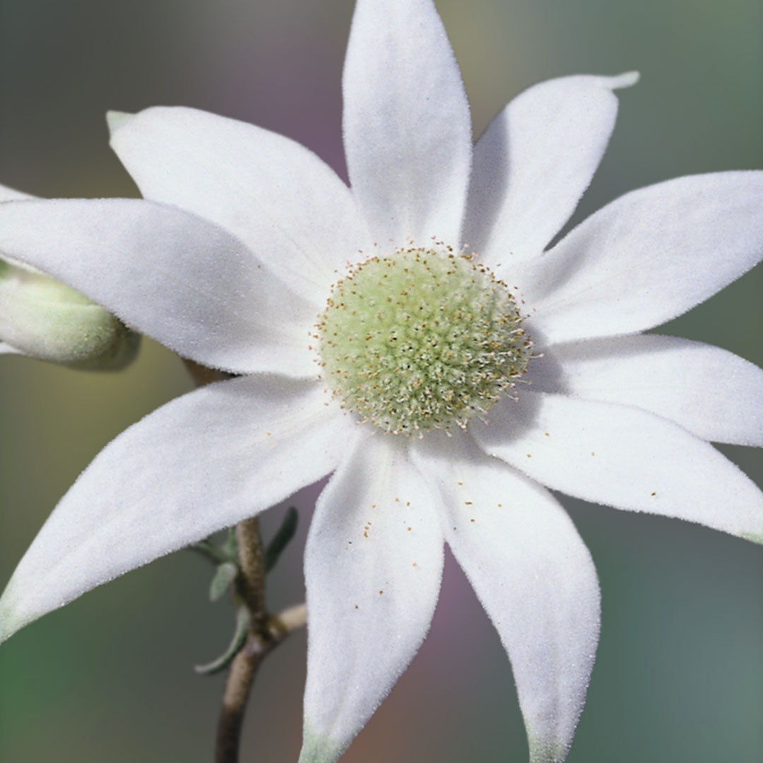 Flannel Flower – labo2020